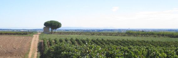 The Picpoul de Pinet - Montpellier Wine Tours