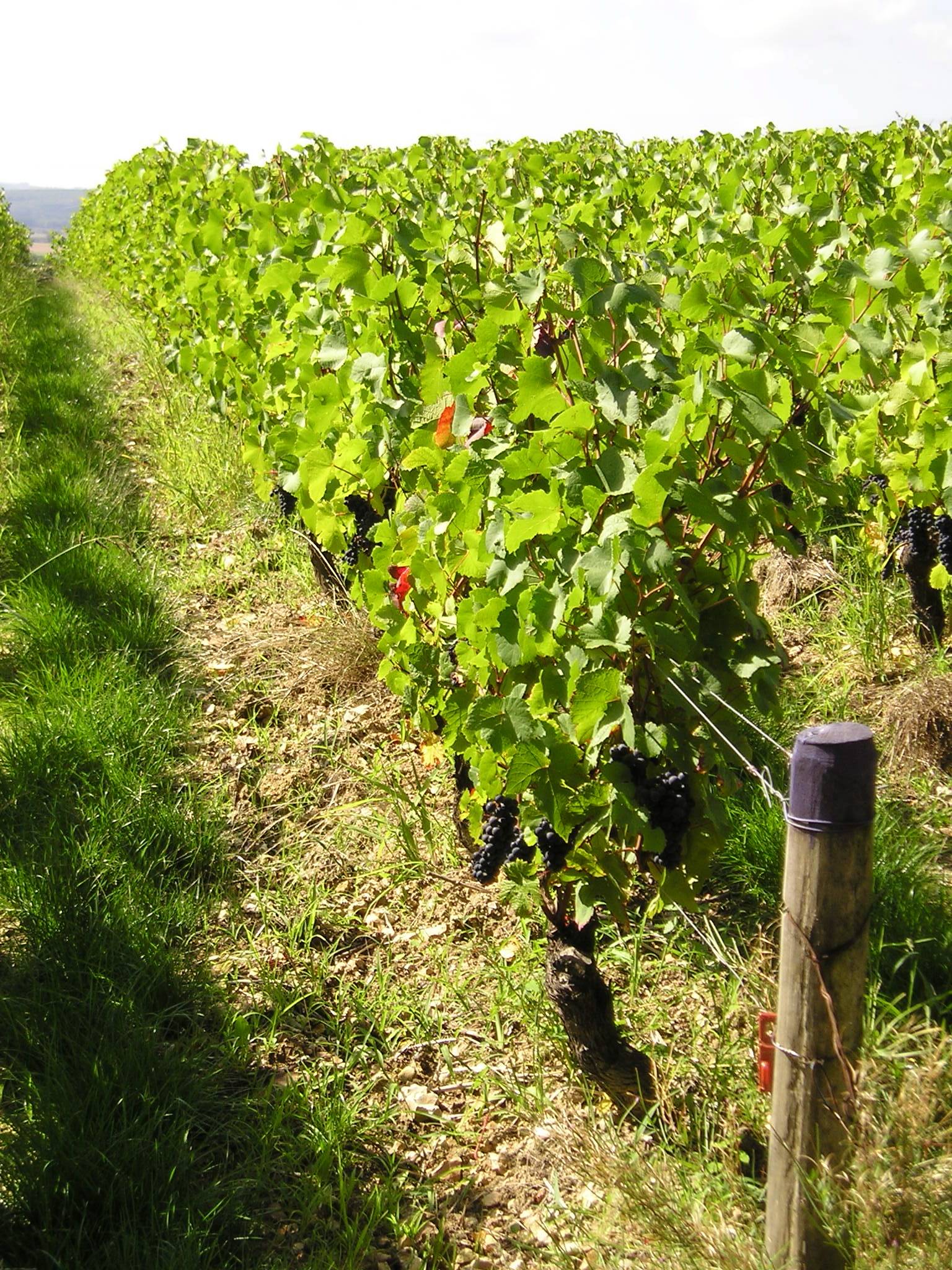 Vin bio, biodynamique, naturel et vegan, quelles différences ...