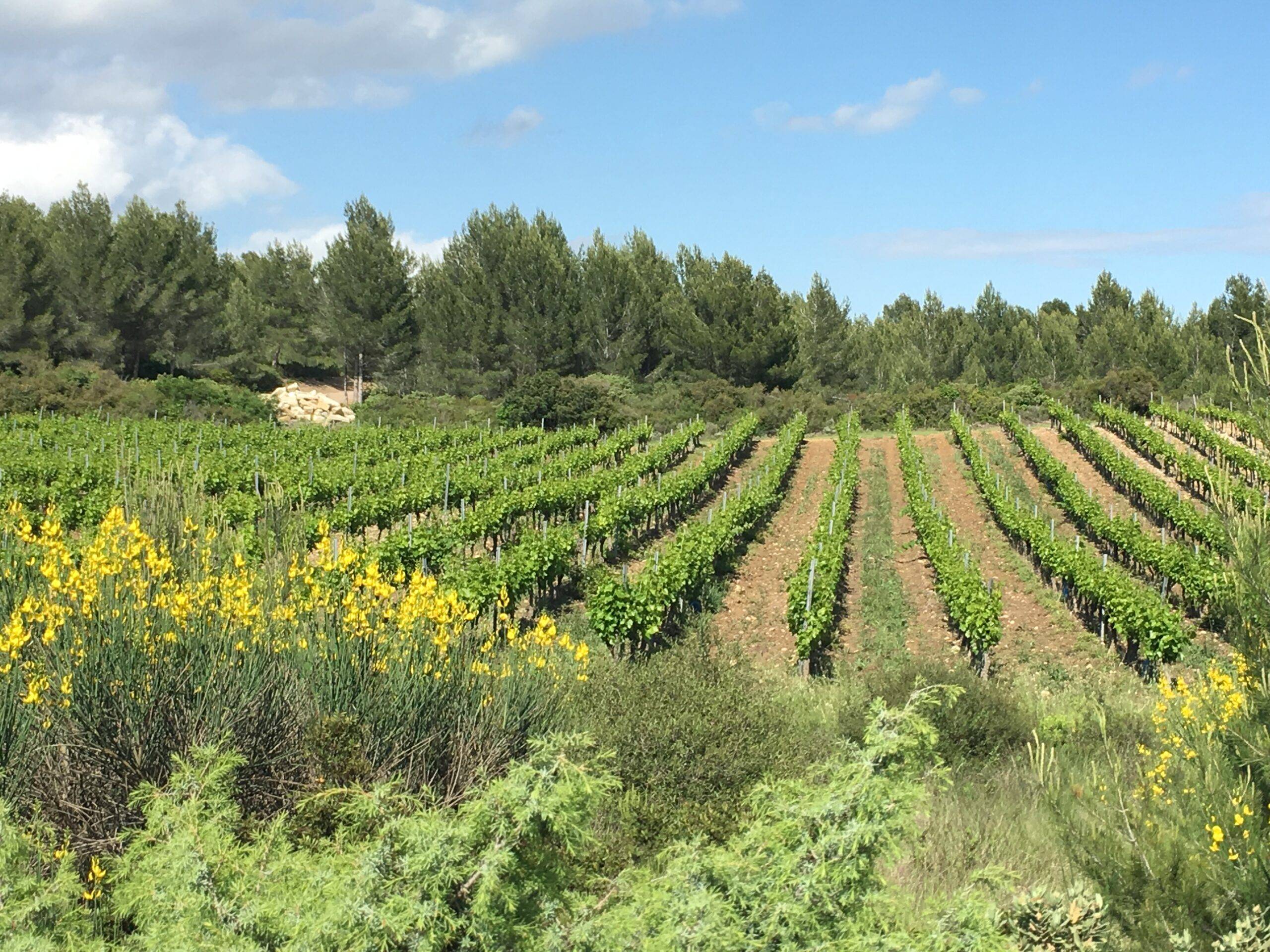Full day wine tour in Faugères with Lunch - Montpellier Wine Tours