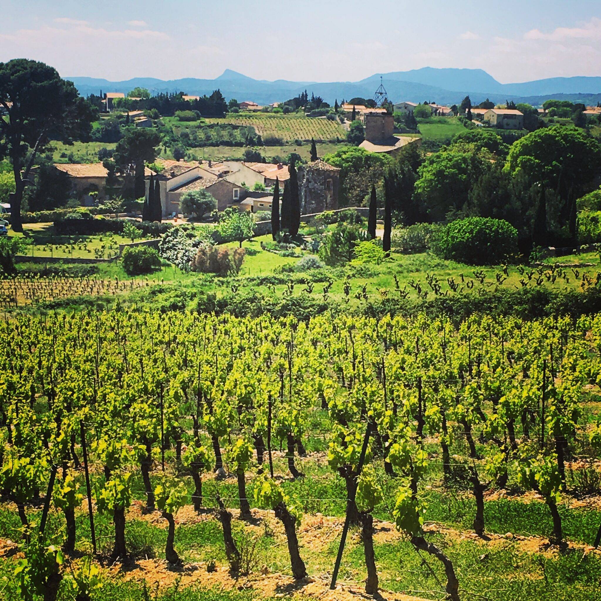 Top 5 des balades gourmandes vigneronnes - Montpellier Wine Tours